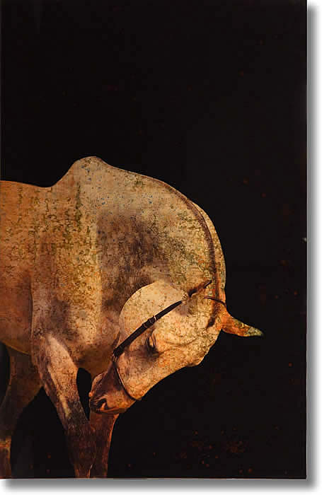 tamanianEquusNine